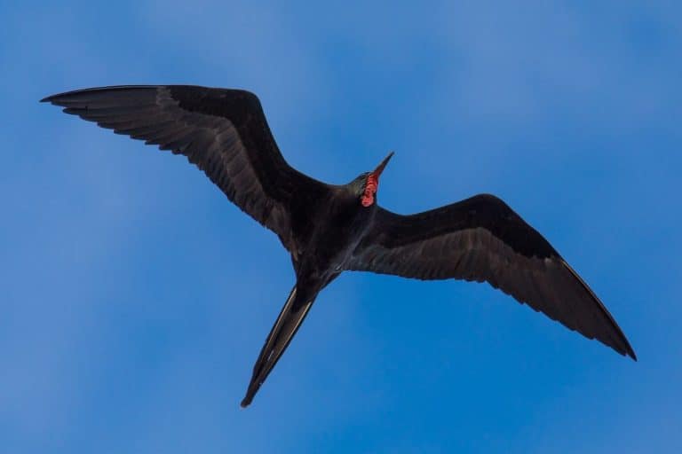 Great Frigatebird (Fregata minor) - Hawaii Bird Guide