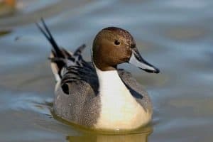 5 Species of Ducks in Hawaii (Pictures) - Hawaii Bird Guide