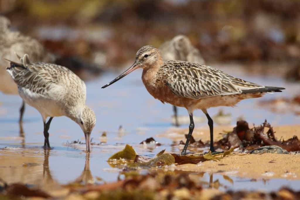 Bar-tailed Godwit (Limosa lapponica) - Hawaii Bird Guide