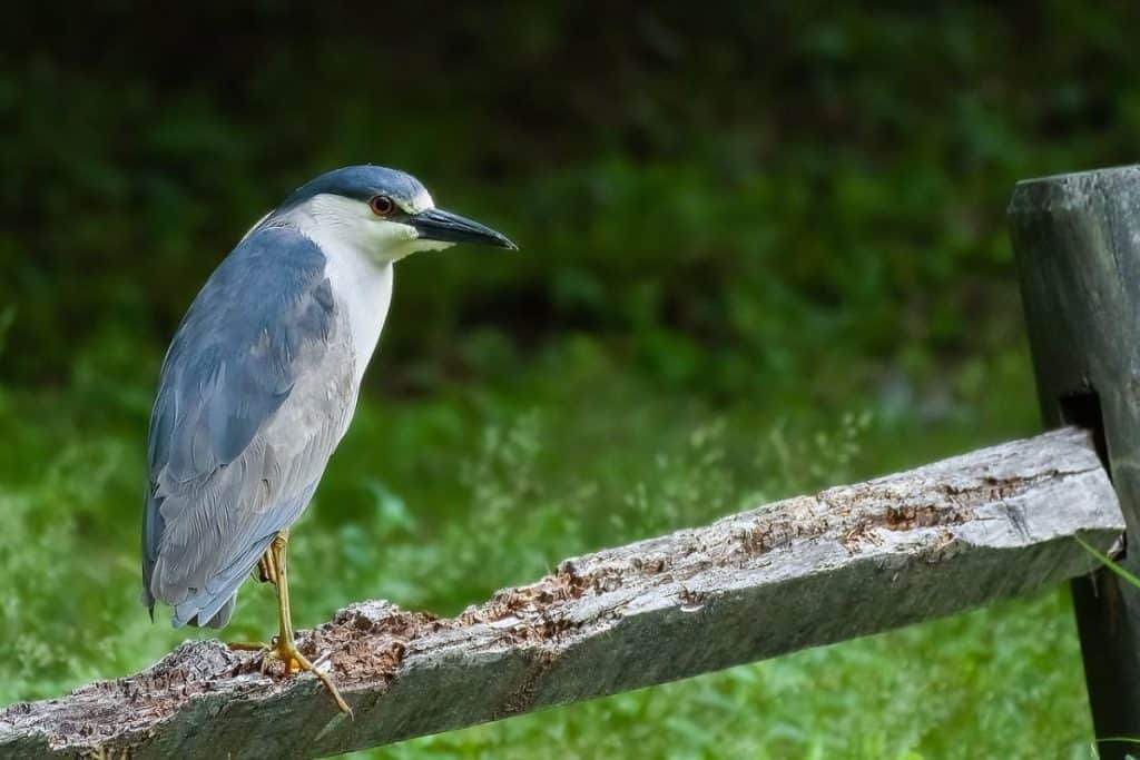 3 Types of Herons in Hawaii (Pictures) - Hawaii Bird Guide