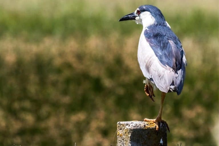3 Types of Herons in Hawaii (Pictures) - Hawaii Bird Guide