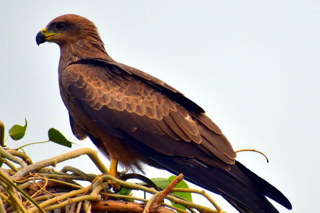 Black Kite (Milvus migrans) - Hawaii Bird Guide