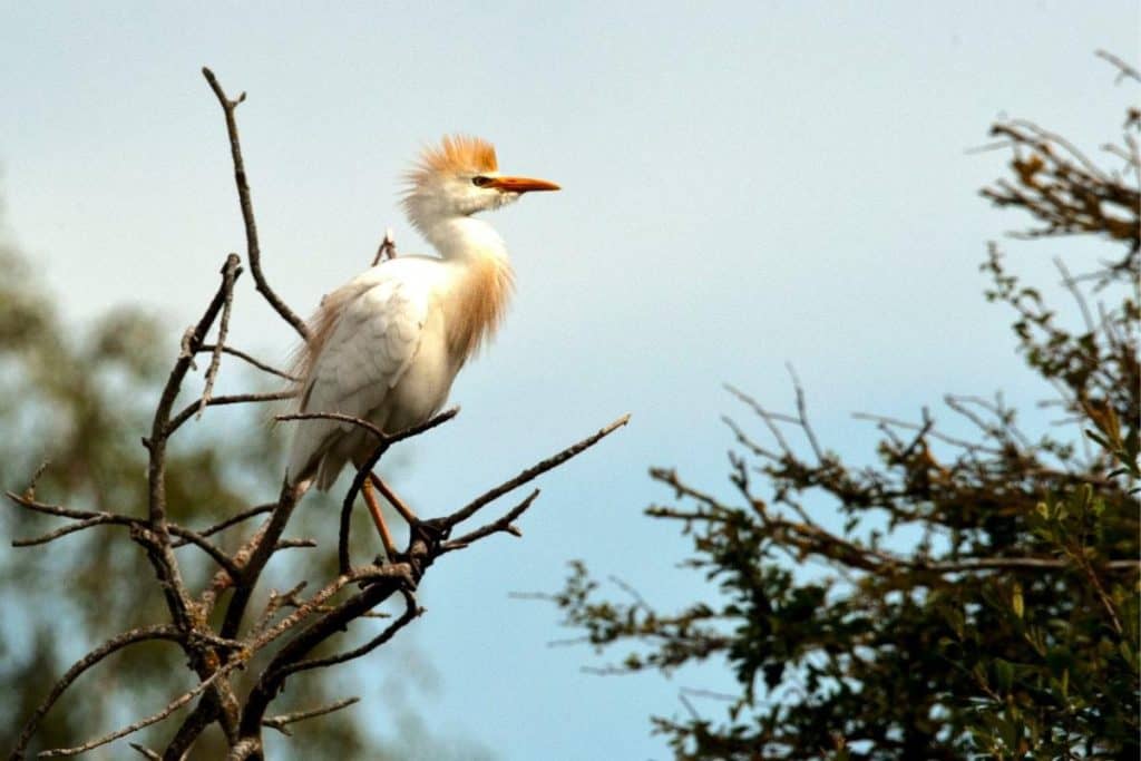 4 Types of Egrets in Hawaii (Pictures) - Hawaii Bird Guide