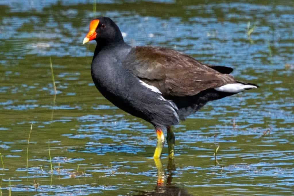 Common Gallinule (Gallinula galeata) - Hawaii Bird Guide