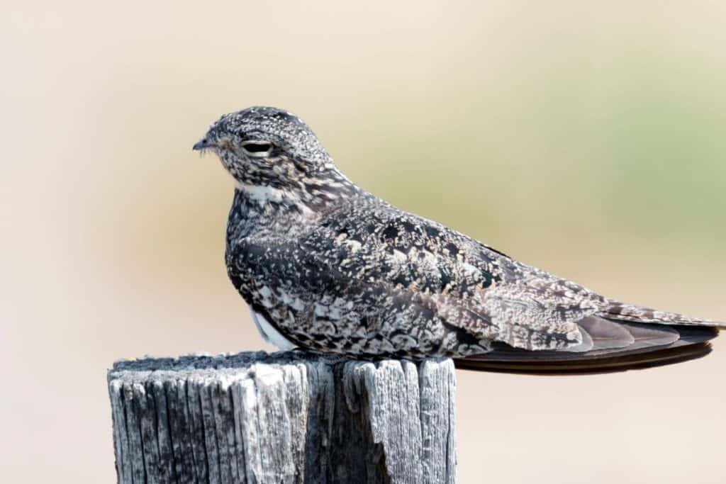 Common Nighthawk (Chordeiles minor) - Hawaii Bird Guide