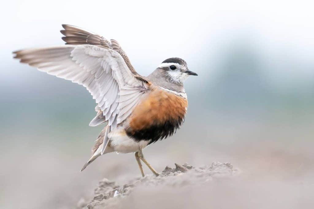 Eurasian Dotterel (Charadrius morinellus) - Hawaii Bird Guide