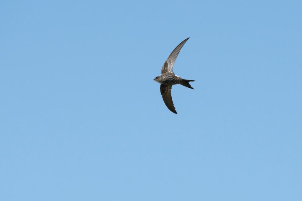 Fork-tailed Swift (Apus pacificus) - Hawaii Bird Guide