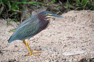 3 Types of Herons in Hawaii (Pictures) - Hawaii Bird Guide