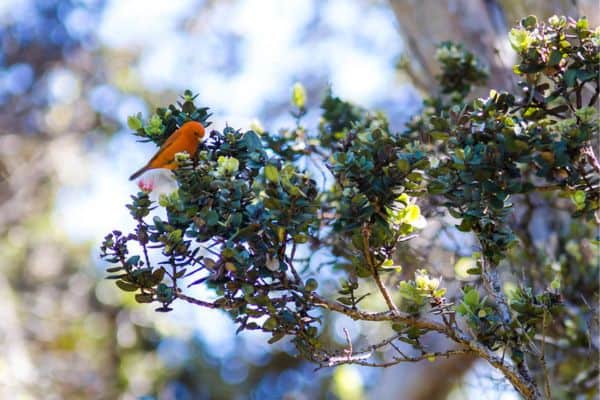 Hawaiʻi ʻAkepa (Loxops coccineus) - Hawaii Bird Guide