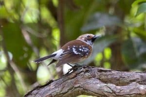 31 Birds on Hawaii’s Big Island (with Photos) - Hawaii Bird Guide