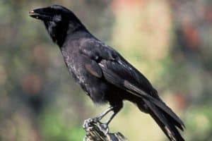 Hawaiian Crow (Corvus hawaiiensis) - Hawaii Bird Guide