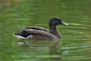 5 Species of Ducks in Hawaii (Pictures) - Hawaii Bird Guide