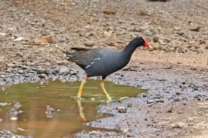 Birds in O'ahu (33 Species with Photos) - Hawaii Bird Guide
