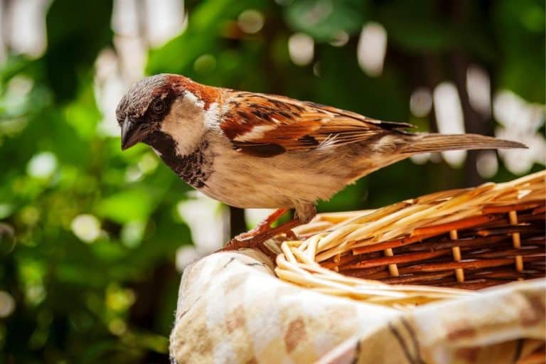2 Types of Sparrows Living in Hawaii - Hawaii Bird Guide
