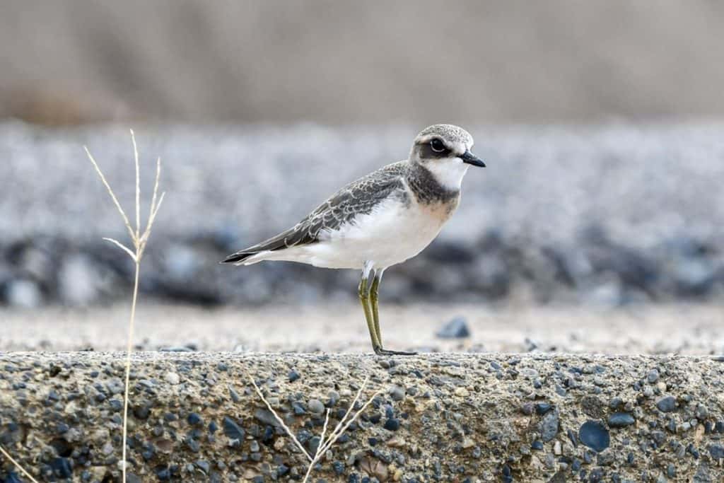 Lesser Sand Plover (Charadrius mongolus) - Hawaii Bird Guide