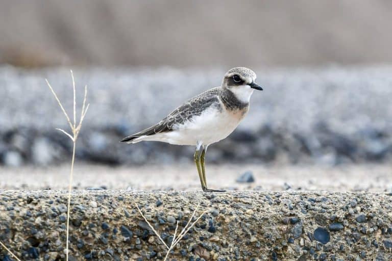 Lesser Sand Plover (Charadrius mongolus) - Hawaii Bird Guide