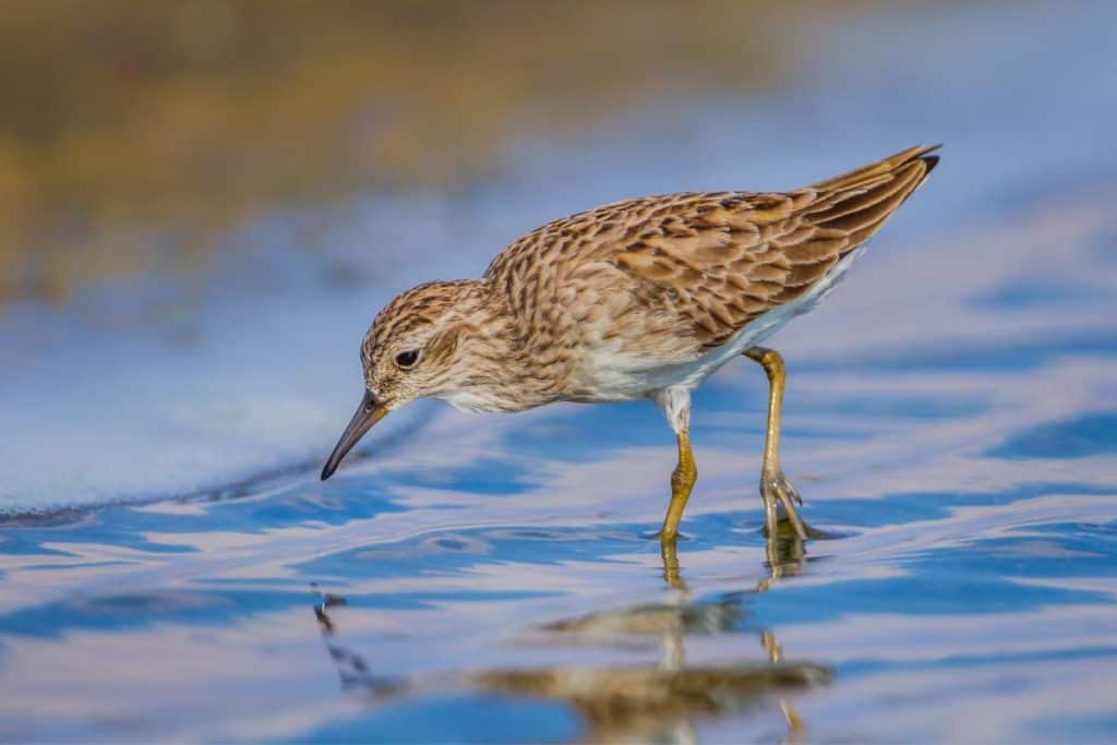 Long-toed Stint (Calidris subminuta) - Hawaii Bird Guide