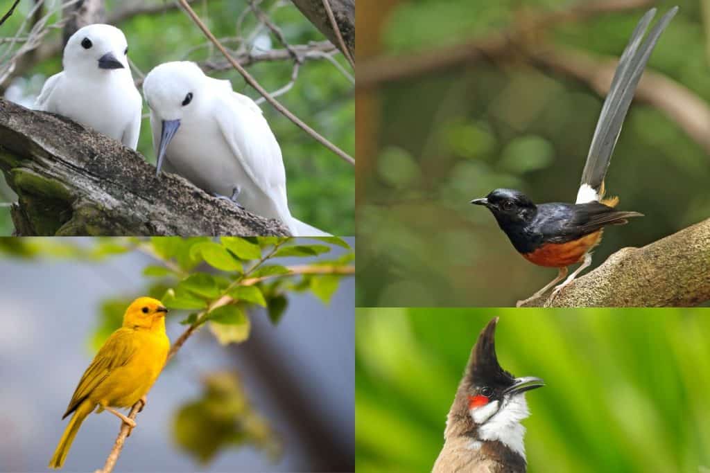 Birds in O'ahu (33 Species with Photos) - Hawaii Bird Guide