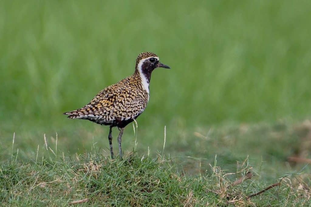 Pacific Golden Plover (Pluvialis fulva) - Hawaii Bird Guide