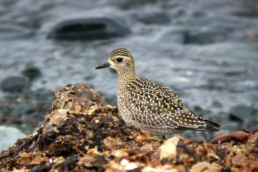 Are There Plovers in Hawaii? - Hawaii Bird Guide