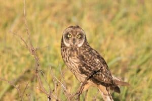 Pueo (Asio flammeus sandwichensis) - Hawaii Bird Guide