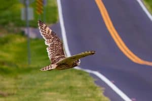 Pueo (Asio flammeus sandwichensis) - Hawaii Bird Guide