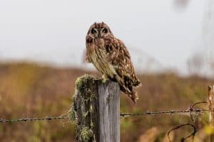 Pueo (Asio flammeus sandwichensis) - Hawaii Bird Guide