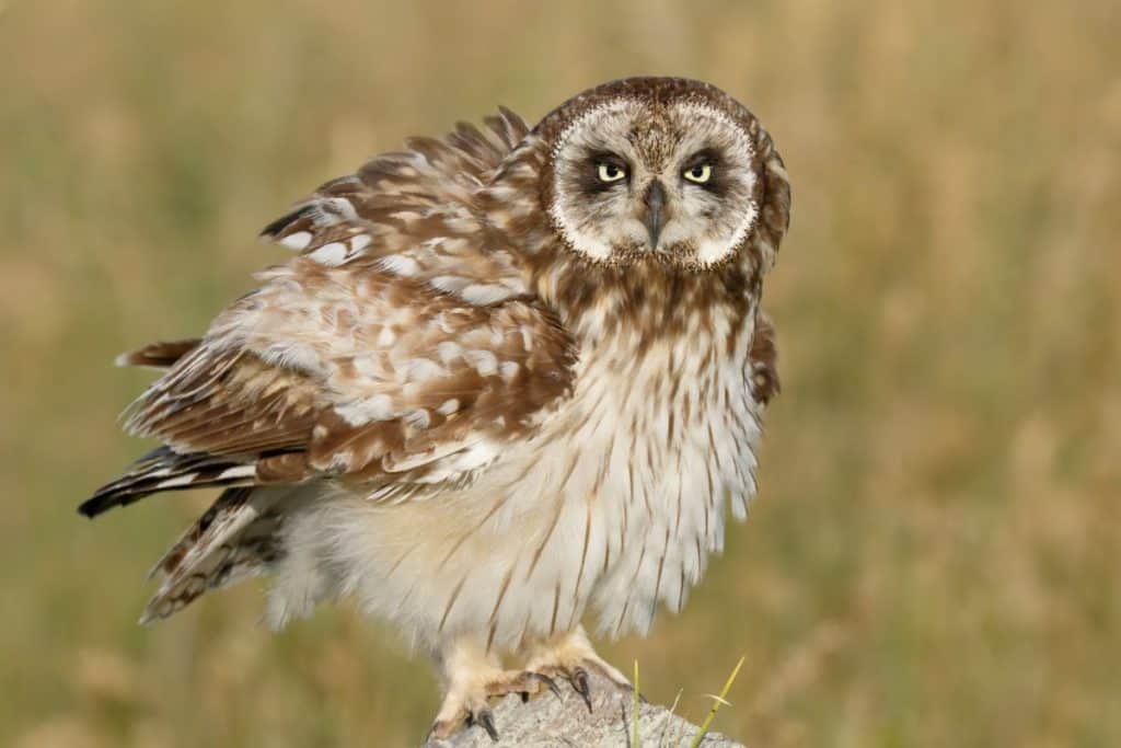Pueo (Asio flammeus sandwichensis) - Hawaii Bird Guide
