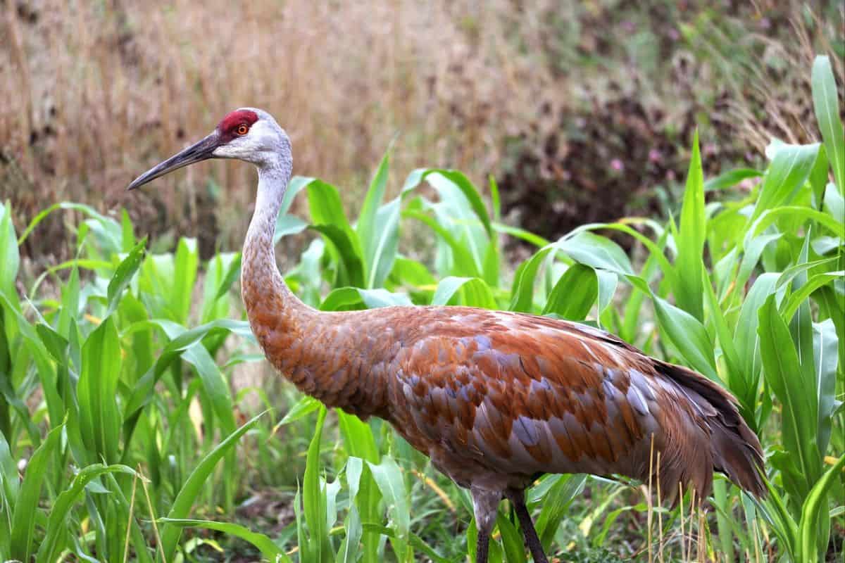 Sandhill Crane Antigone Canadensis Hawaii Bird Guide Sandhill Crane Antigone Canadensis Hawaii Bird Guide