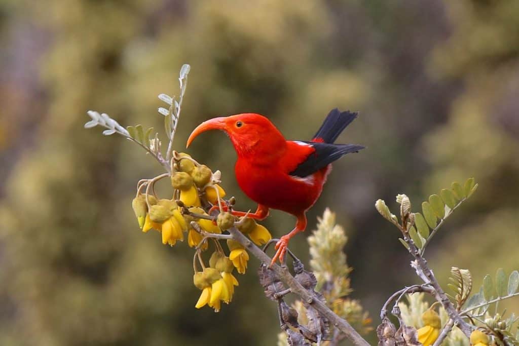 11 Honeycreepers in Hawaii (with Photos) - Hawaii Bird Guide