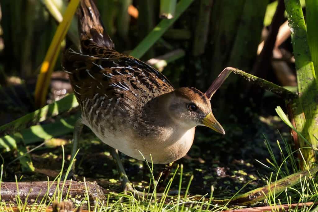 Sora (Porzana carolina) - Hawaii Bird Guide