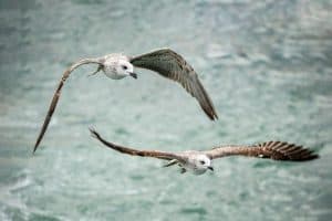 Are There Seagulls in Hawaii? - Hawaii Bird Guide