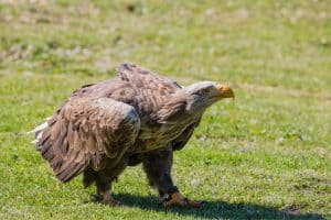 White-tailed Eagle (Haliaeetus albicilla) - Hawaii Bird Guide