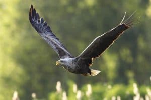 White-tailed Eagle (Haliaeetus albicilla) - Hawaii Bird Guide