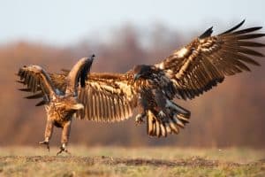 White-tailed Eagle (Haliaeetus albicilla) - Hawaii Bird Guide