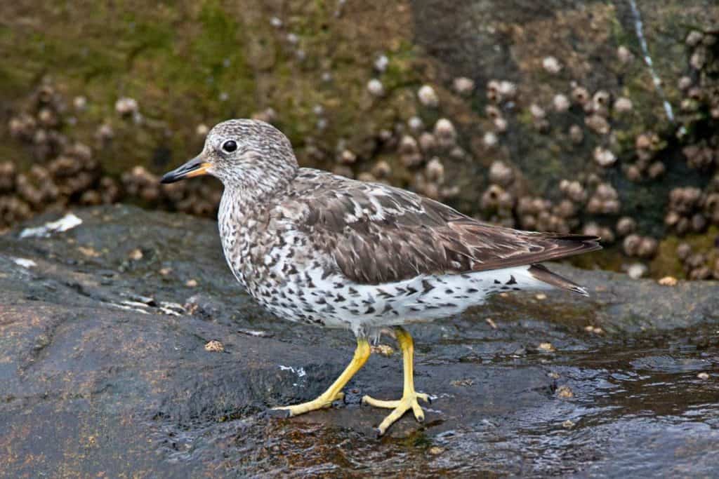 Surfbird (Calidris virgata) - Hawaii Bird Guide