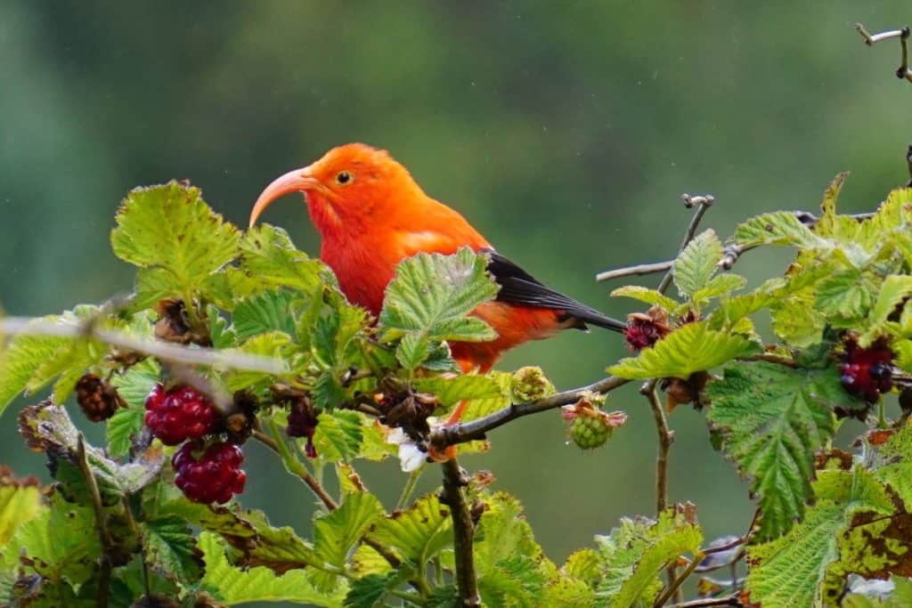 ʻIʻiwi (Drepanis coccinea) - Hawaii Bird Guide