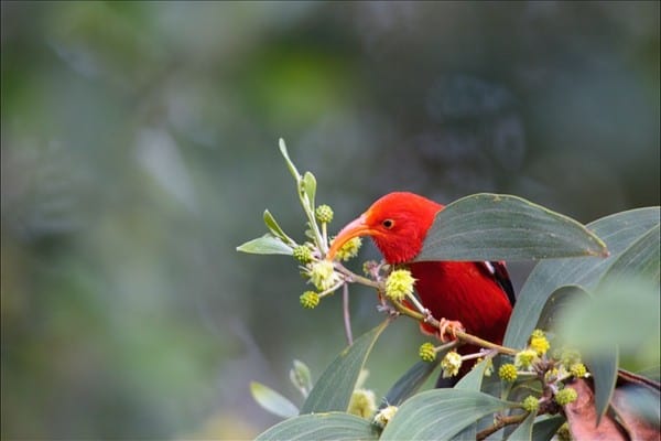 ʻIʻiwi (Drepanis coccinea) - Hawaii Bird Guide