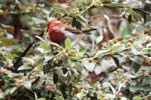 ʻApapane (Himatione sanguinea) - Hawaii Bird Guide