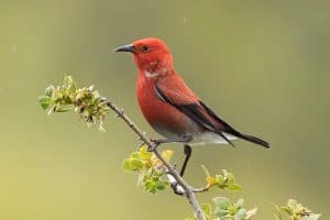 ʻApapane (Himatione sanguinea) - Hawaii Bird Guide