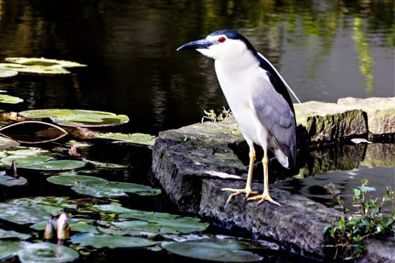 Black-crowned Night-heron (Nycticorax nycticorax) - Hawaii Bird Guide