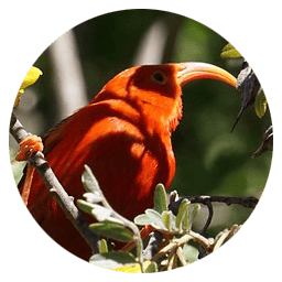 ʻAkikiki (Oreomystis bairdi) - Hawaii Bird Guide