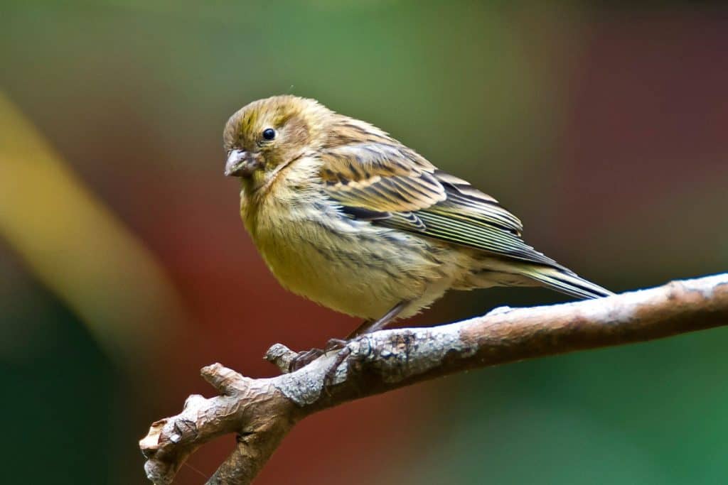 Island Canary (Serinus canaria) - Hawaii Bird Guide