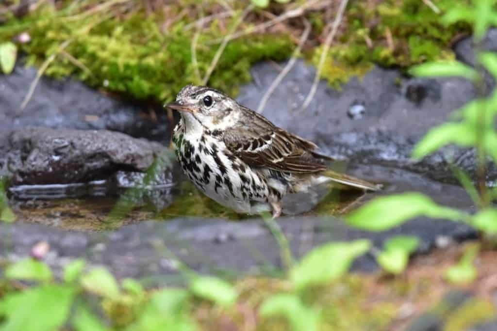 Olive-backed Pipit (Anthus hodgsoni) - Hawaii Bird Guide