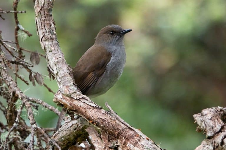 ʻōmaʻo (Myadestes obscurus) - Hawaii Bird Guide