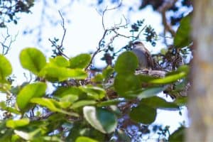 ʻōmaʻo (Myadestes obscurus) - Hawaii Bird Guide