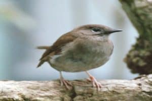 Puaiohi (Myadestes palmeri) - Hawaii Bird Guide