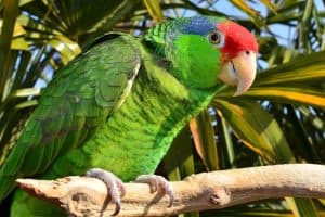 Red-crowned Amazon (Amazona viridigenalis) - Hawaii Bird Guide