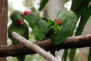 Red-crowned Amazon (Amazona viridigenalis) - Hawaii Bird Guide