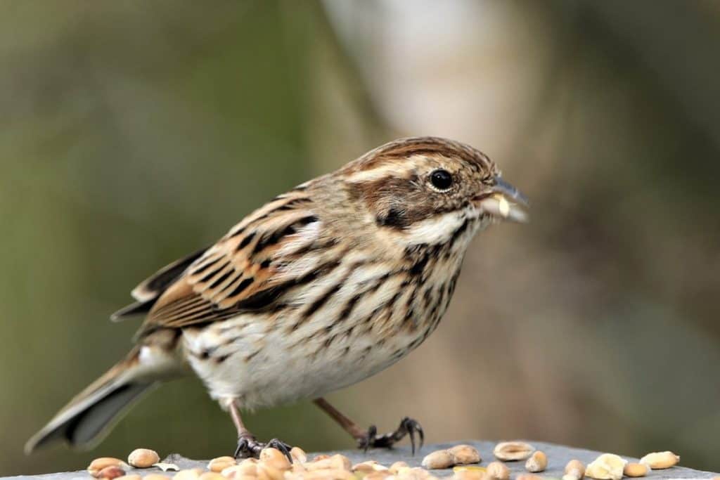 Savannah Sparrow (Passerculus sandwichensis) - Hawaii Bird Guide